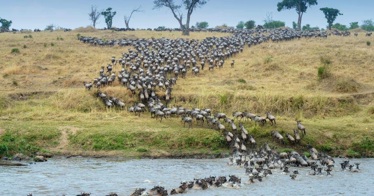 Your Africa | Great Migration, flamingos and tree-climbing lions
